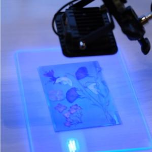 John Herschel, inventeur du cyanotype • Tout pour le cyanotype