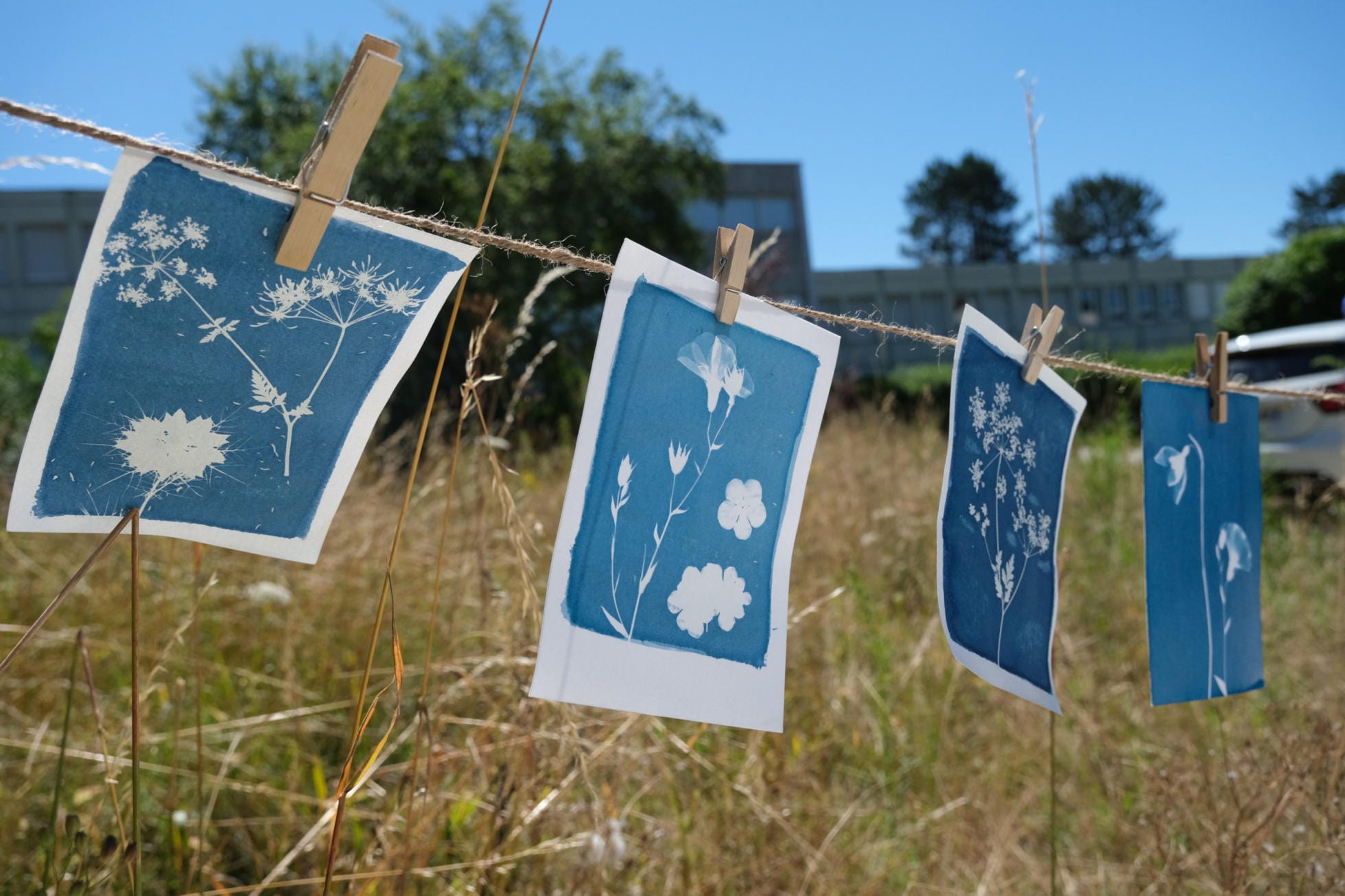 Quel matériel pour débuter le cyanotype ? • Tout pour le cyanotype