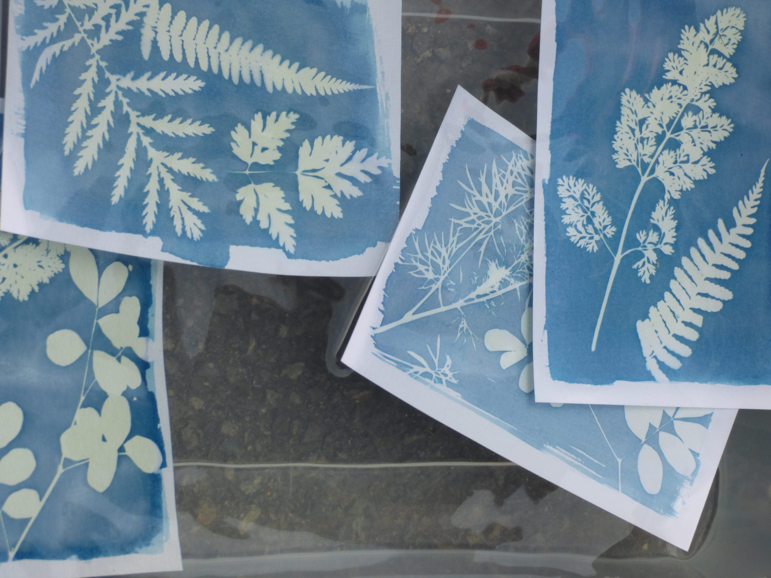 Atelier cyanotype à Dijon • Tout pour le cyanotype