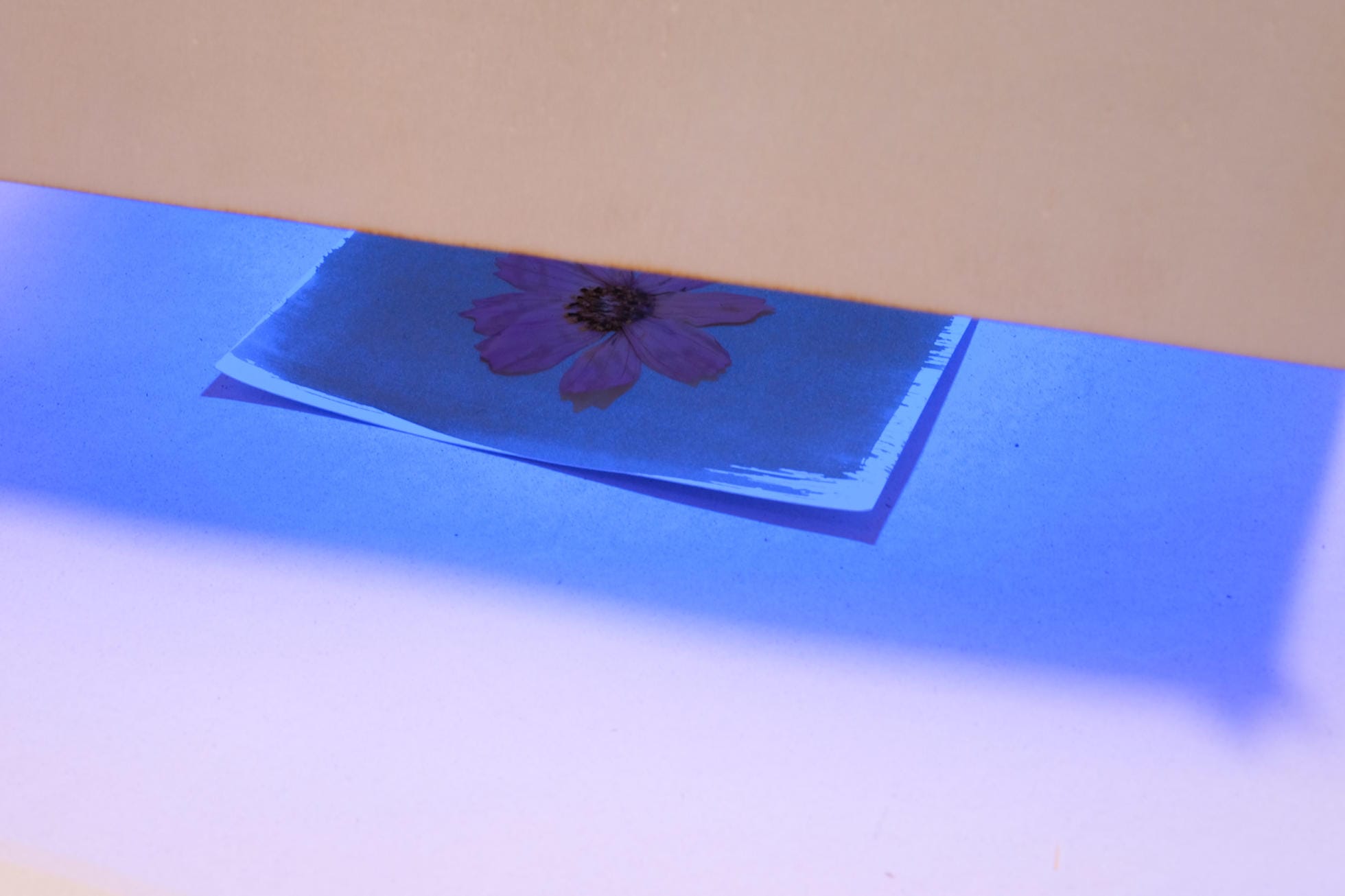 Comment créer des cyanotypes en janvier ? • Tout pour le cyanotype