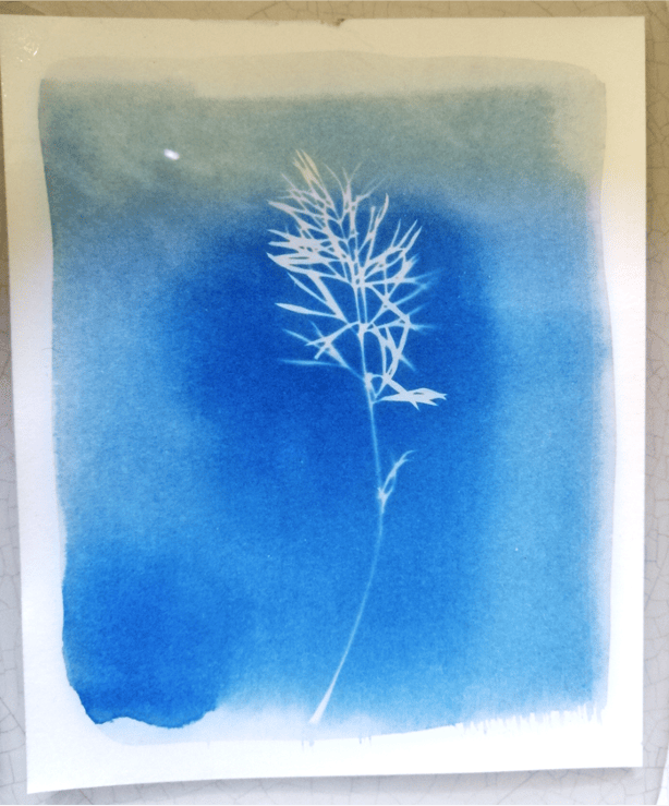 Virage cyanotype : comment faire pâlir un cyanotype • Tout pour le cyanotype