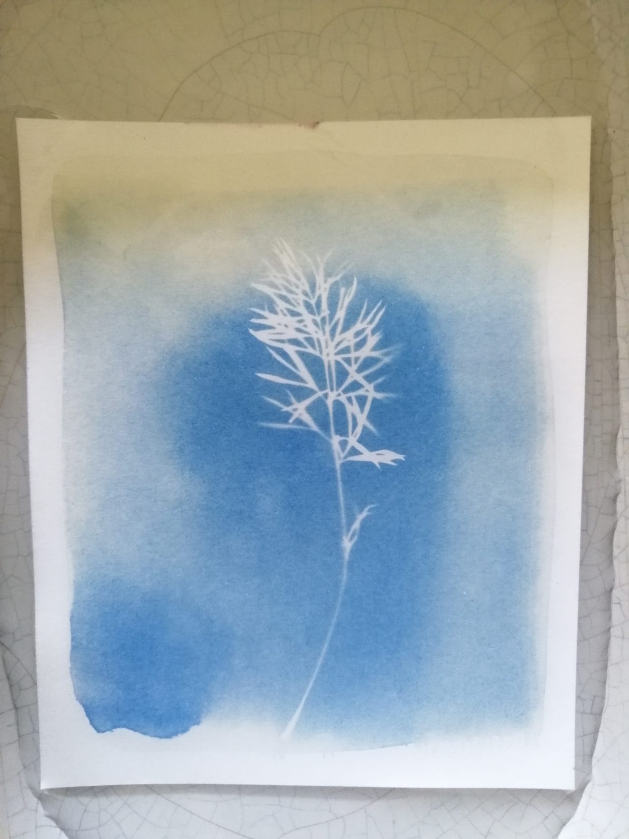 Virage cyanotype : comment faire pâlir un cyanotype • Tout pour le cyanotype