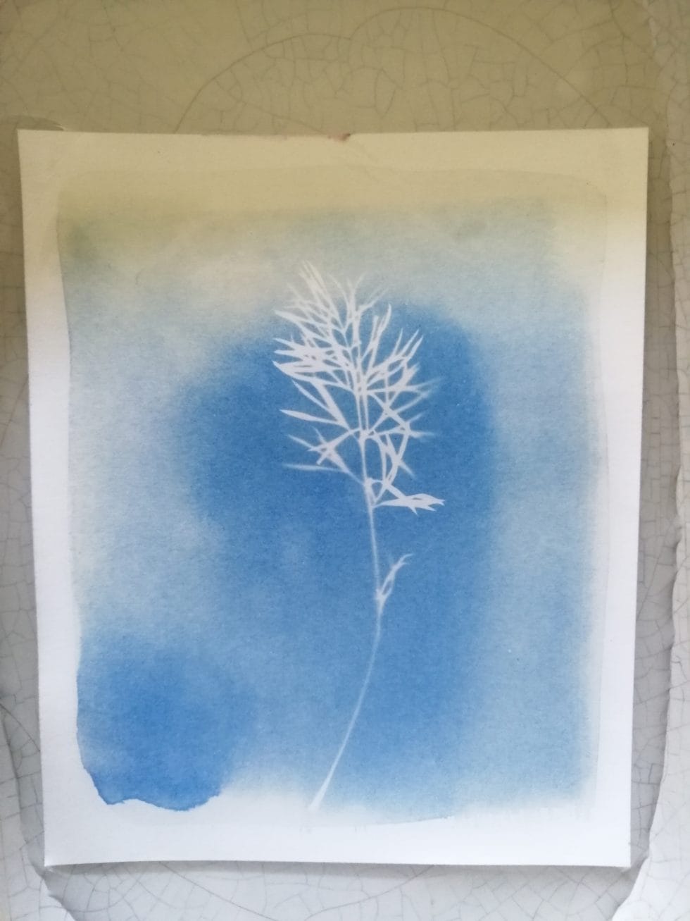 Virage cyanotype : comment faire pâlir un cyanotype • Tout pour le cyanotype
