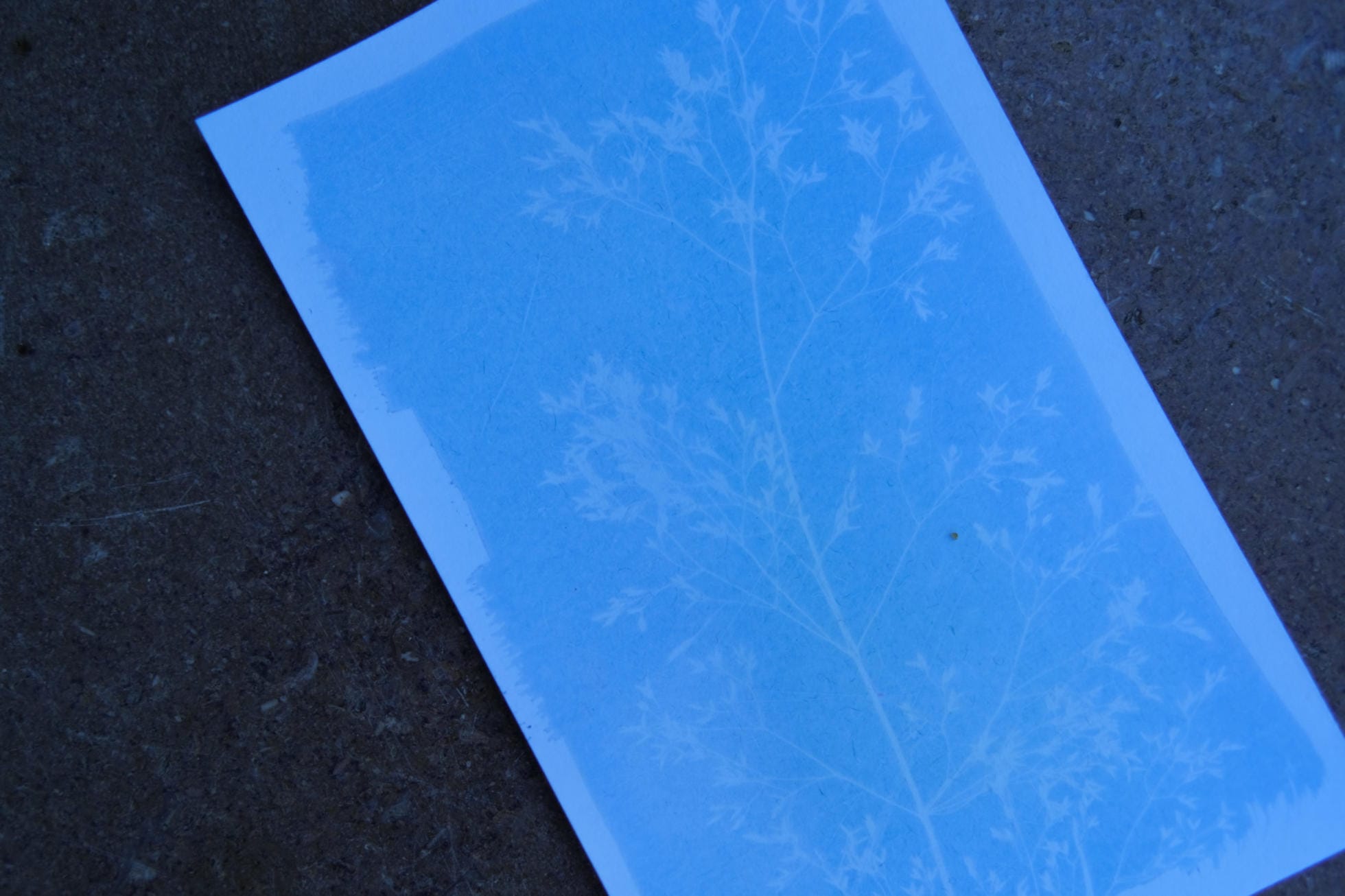 Comment créer des cyanotypes en janvier ? • Tout pour le cyanotype