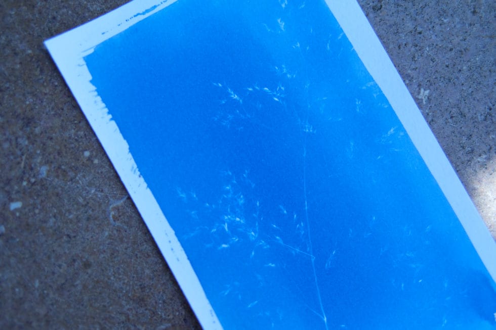 Quelle durée d'exposition pour un cyanotype en août ? • Tout pour le cyanotype