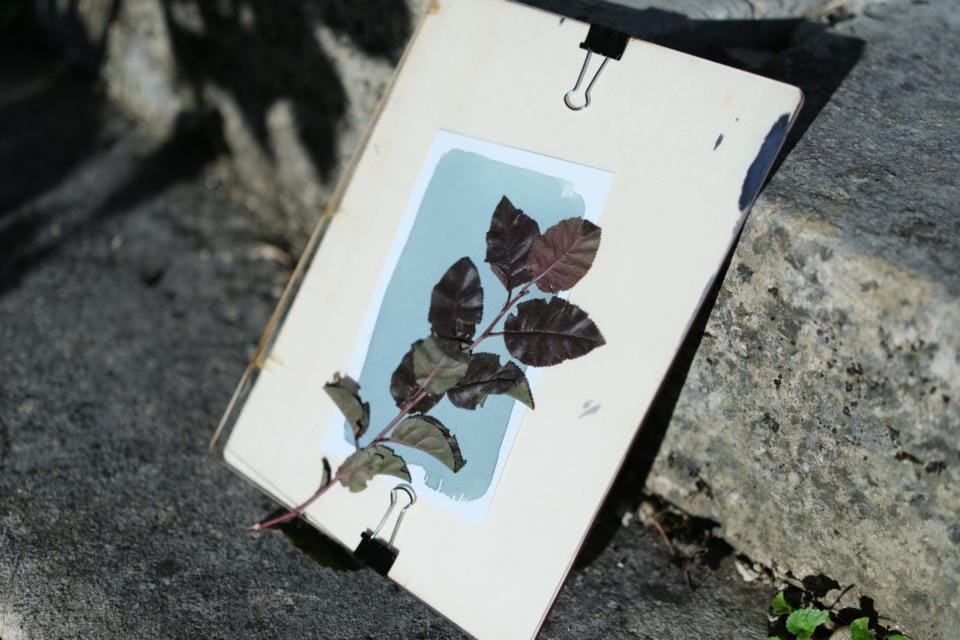 Combien de temps exposer un cyanotype en octobre ? • Tout pour le cyanotype