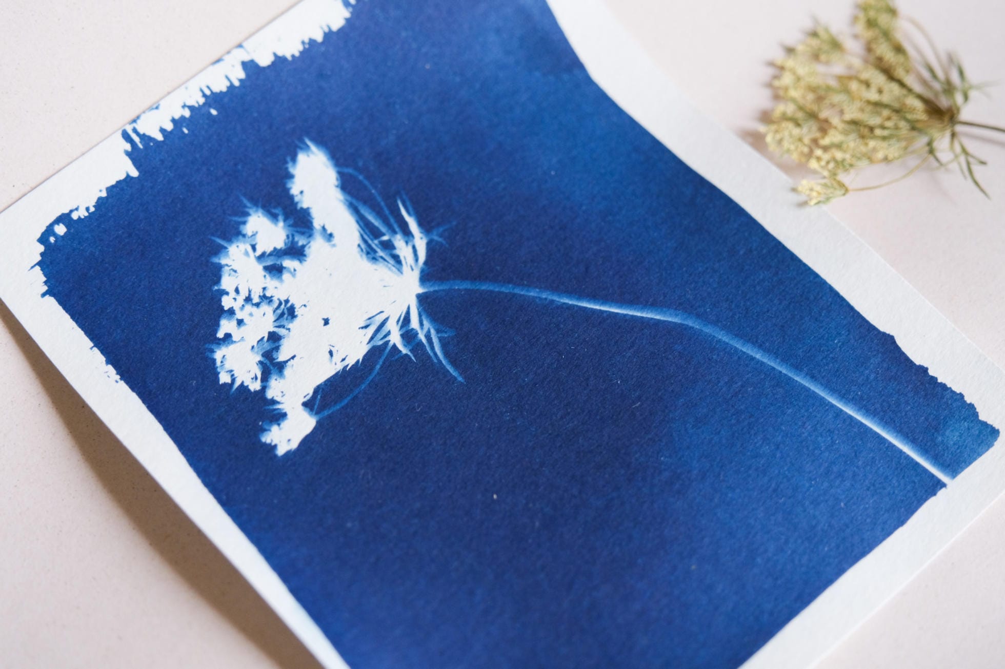Combien de temps exposer un cyanotype en octobre ? • Tout pour le cyanotype