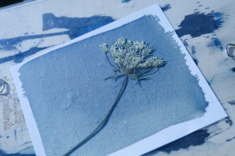 Tutoriel : le cyanotype sur tissu • Tout pour le cyanotype