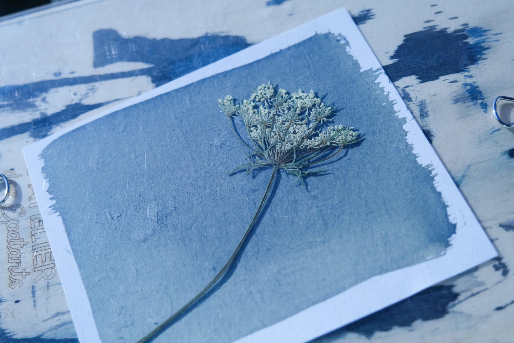 Tutoriel : le cyanotype sur tissu • Tout pour le cyanotype