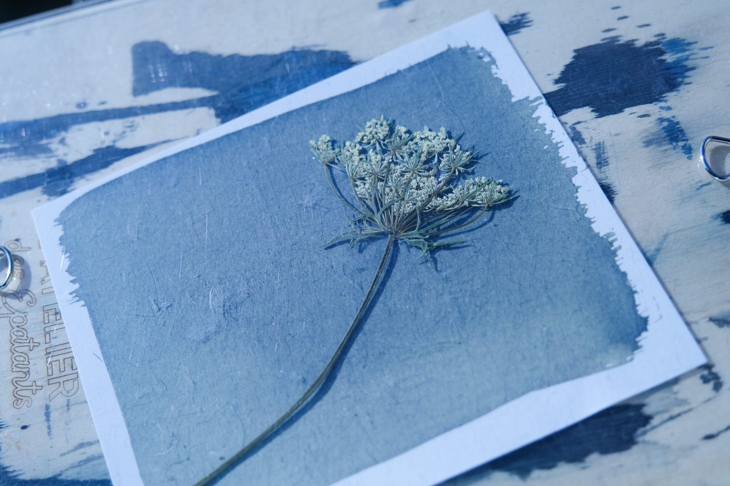 Comment créer des cyanotypes en janvier ? • Tout pour le cyanotype
