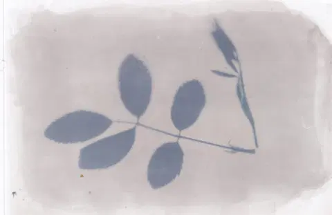 Qu'est-ce que l'anthotype ? • Tout pour le cyanotype